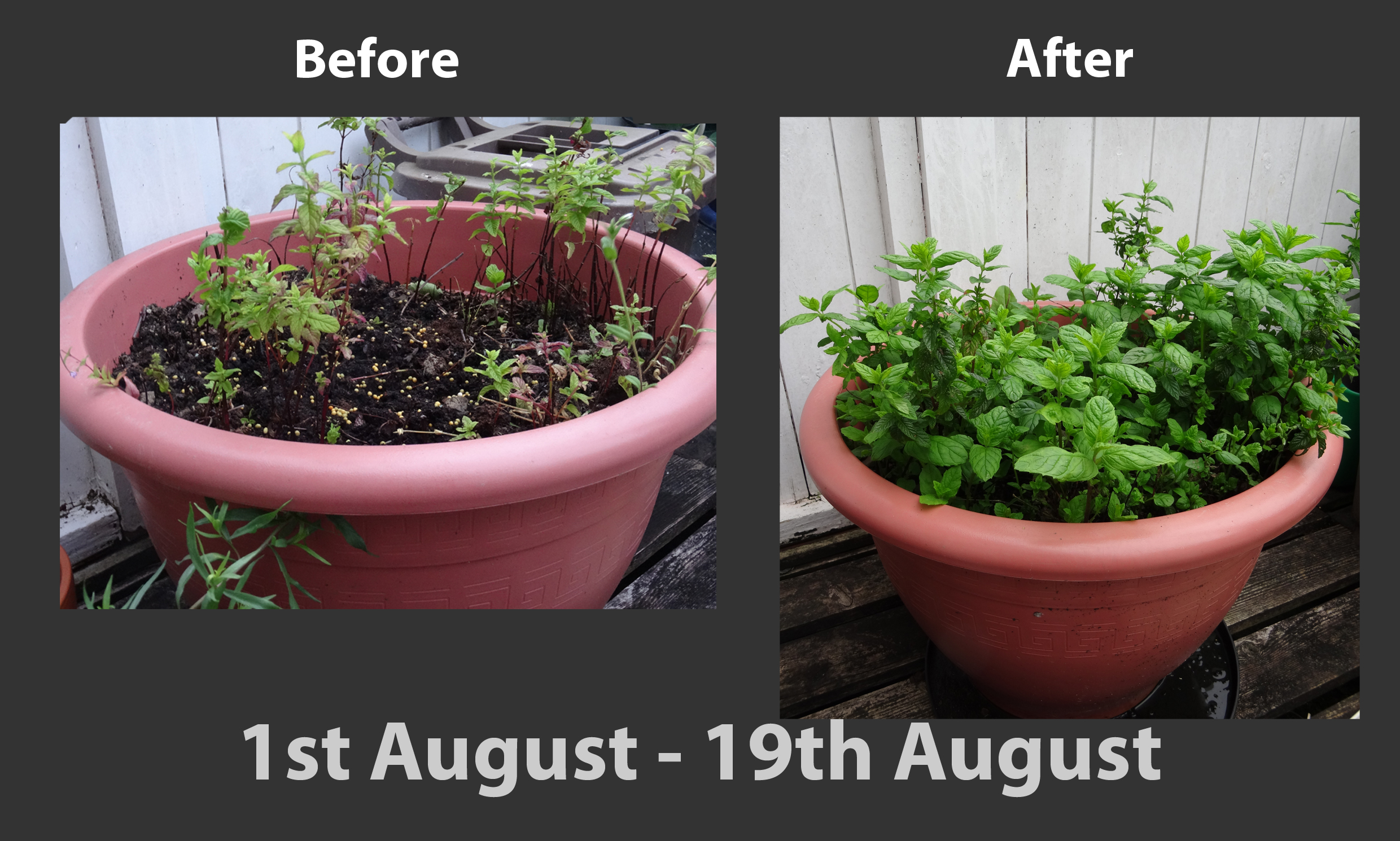 Before and After Mint | Aberdovey Londoner