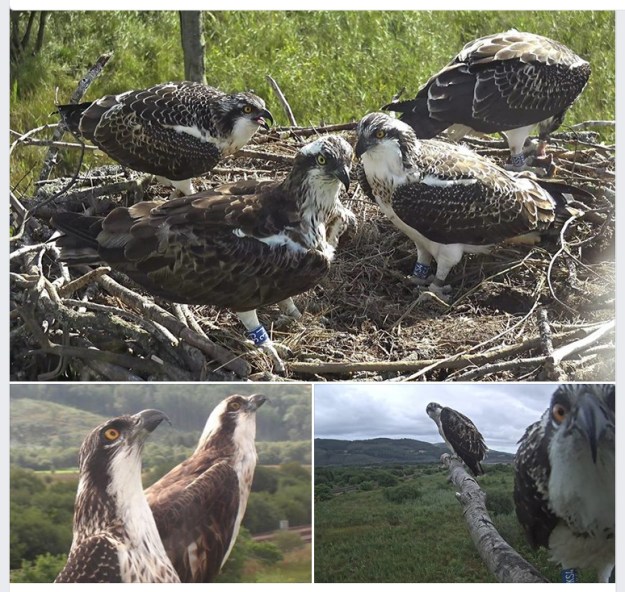 The Dyfi Osprey Project 2018 | Aberdovey Londoner