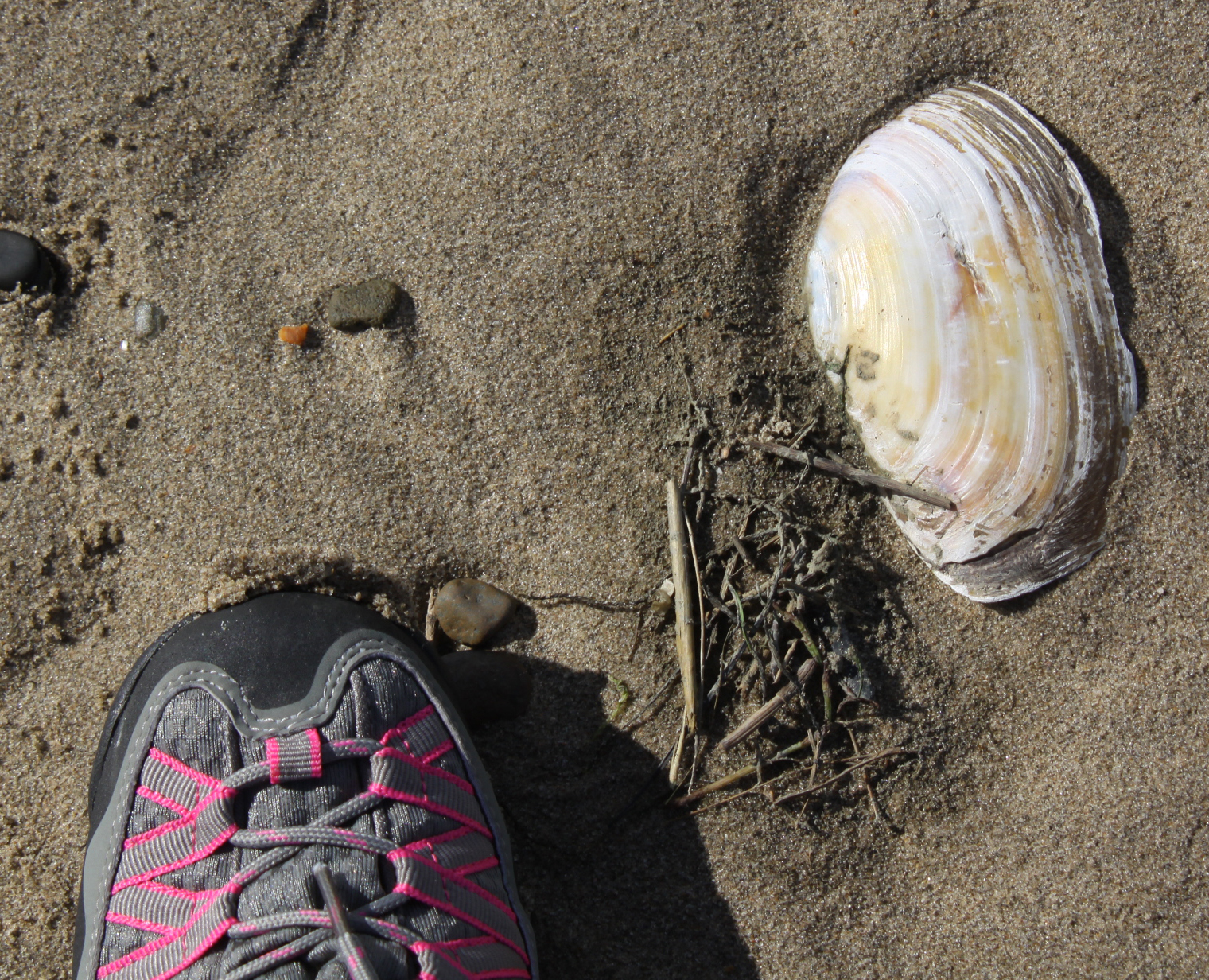 Common otter shell | Aberdovey Londoner