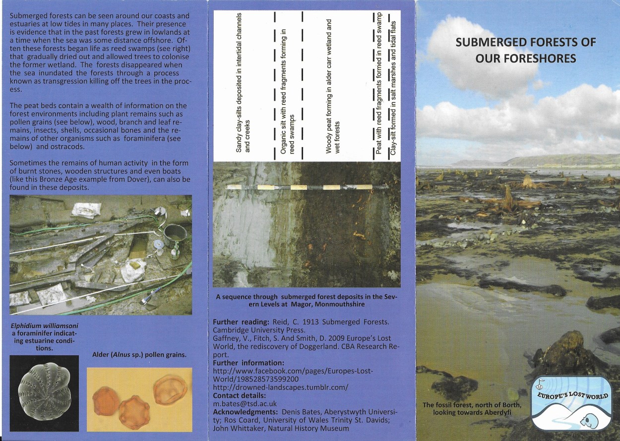 Leaflet: The Submerged Forest at Borth | Aberdovey Londoner